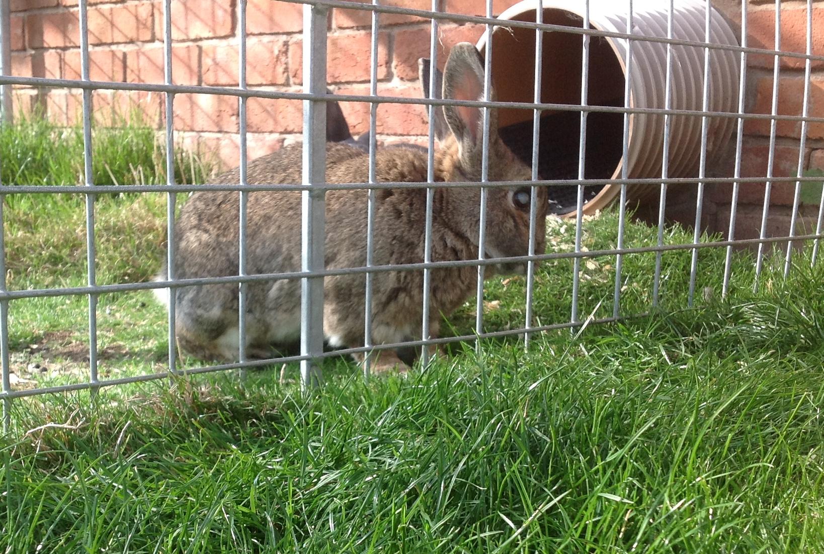Old Age | My Rabbit Family Blog