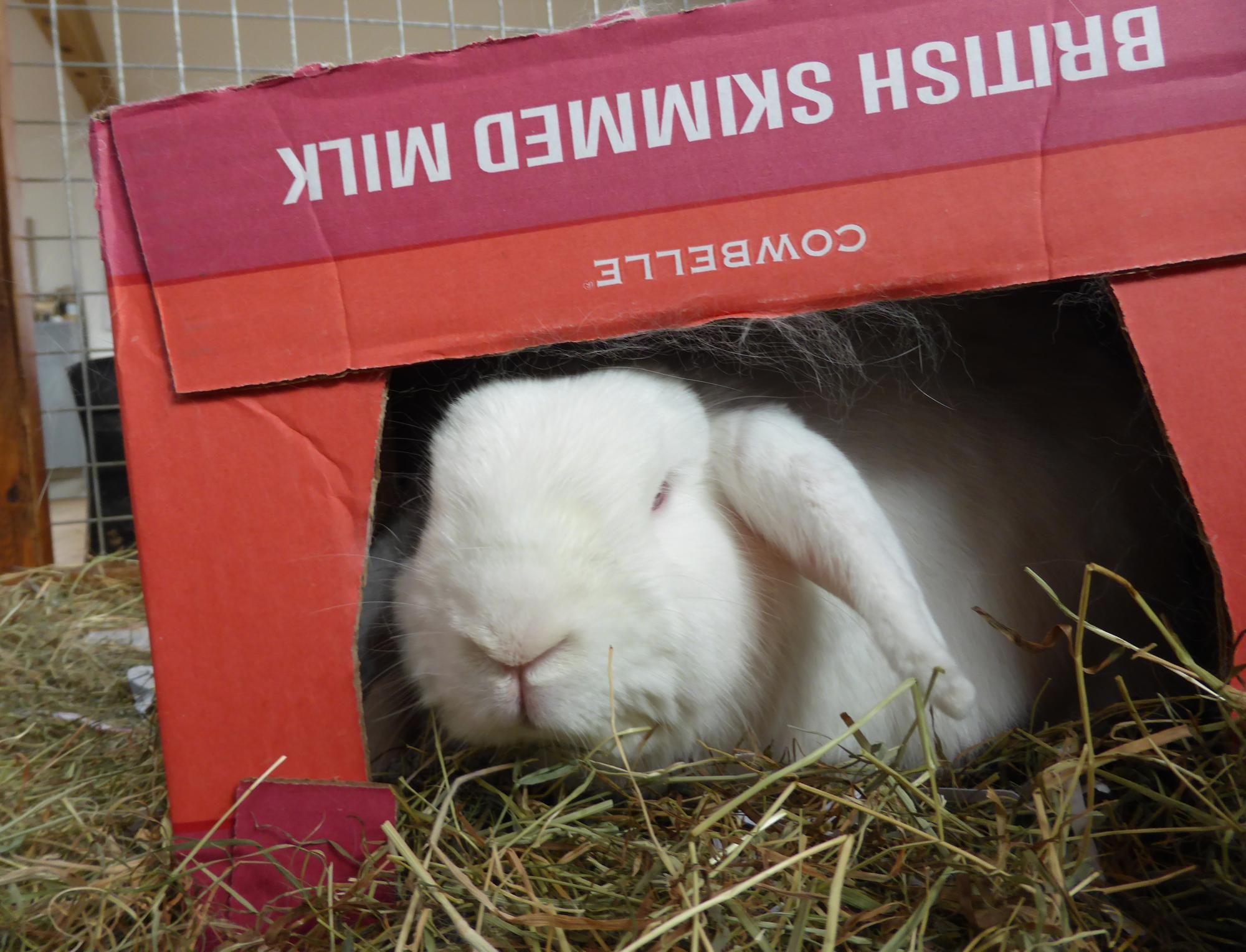 Cardboard – Fantastic! | My Rabbit Family Blog