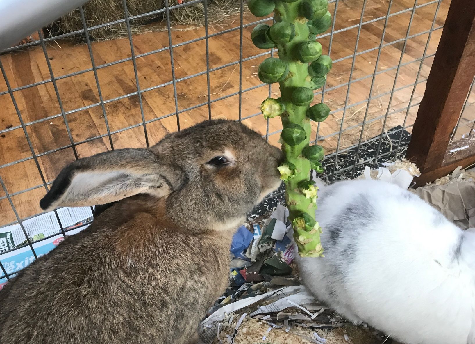 Christmas Means Sprout Tree! | My Rabbit Family Blog