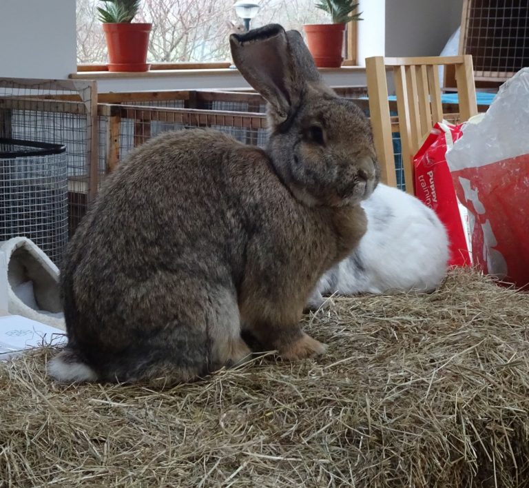 Teddy & Daisy’s Mischievous Day. | My Rabbit Family Blog