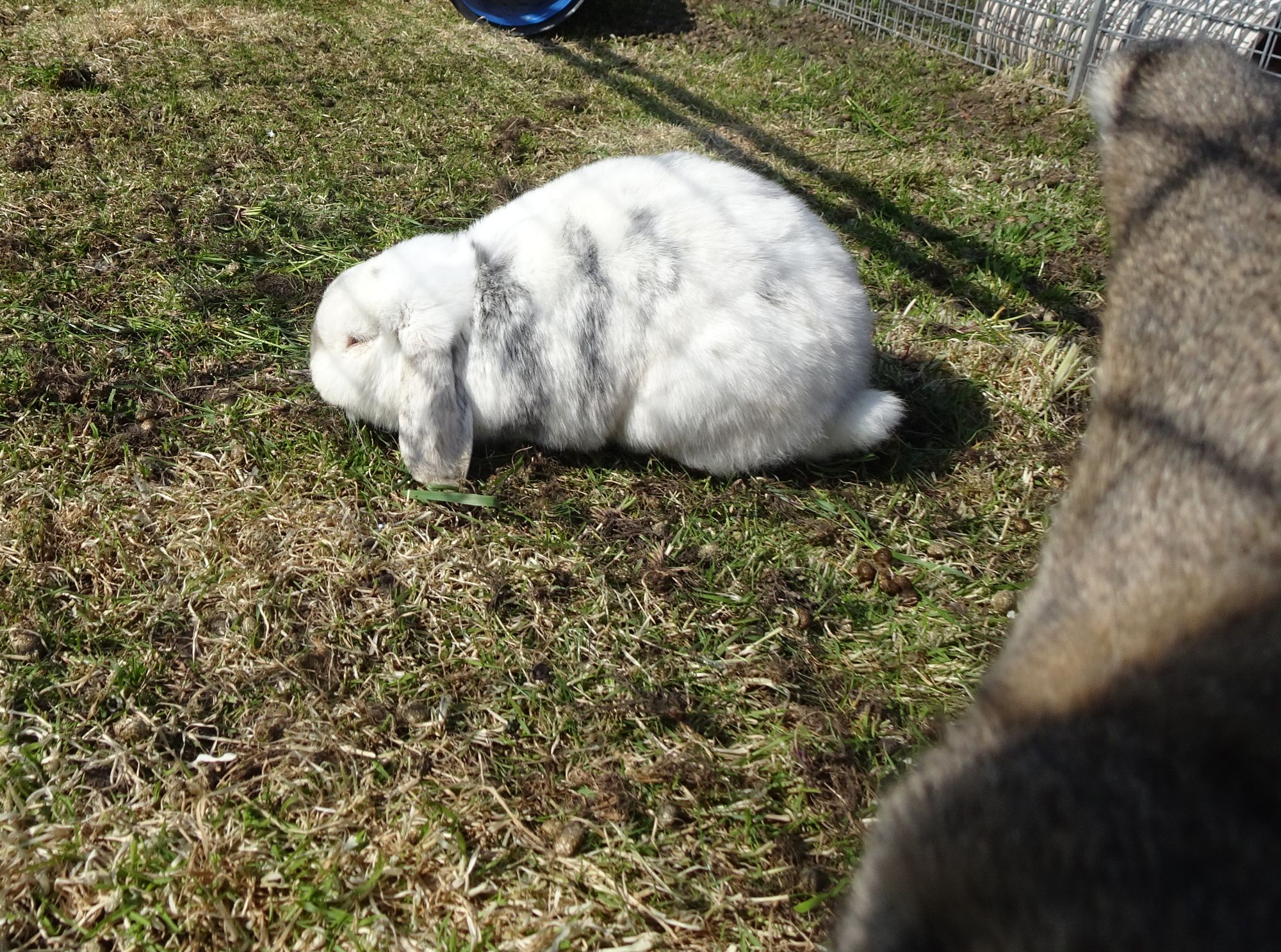 Weed Heaven! | My Rabbit Family Blog