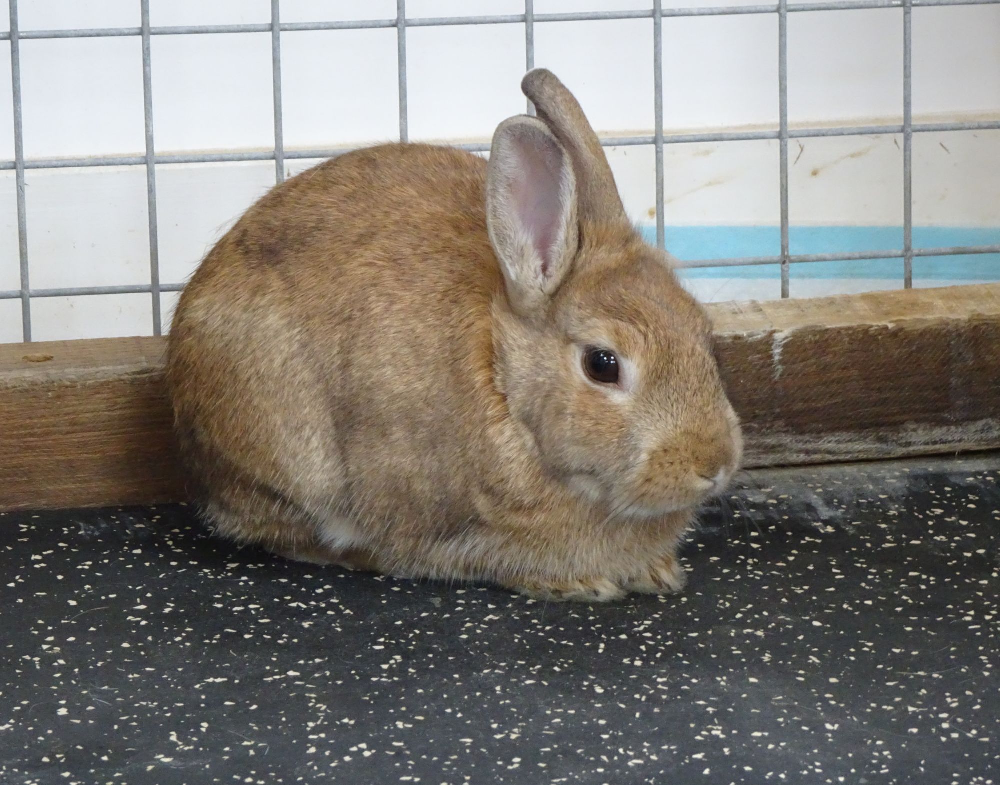 Introducing Peanut. | My Rabbit Family Blog