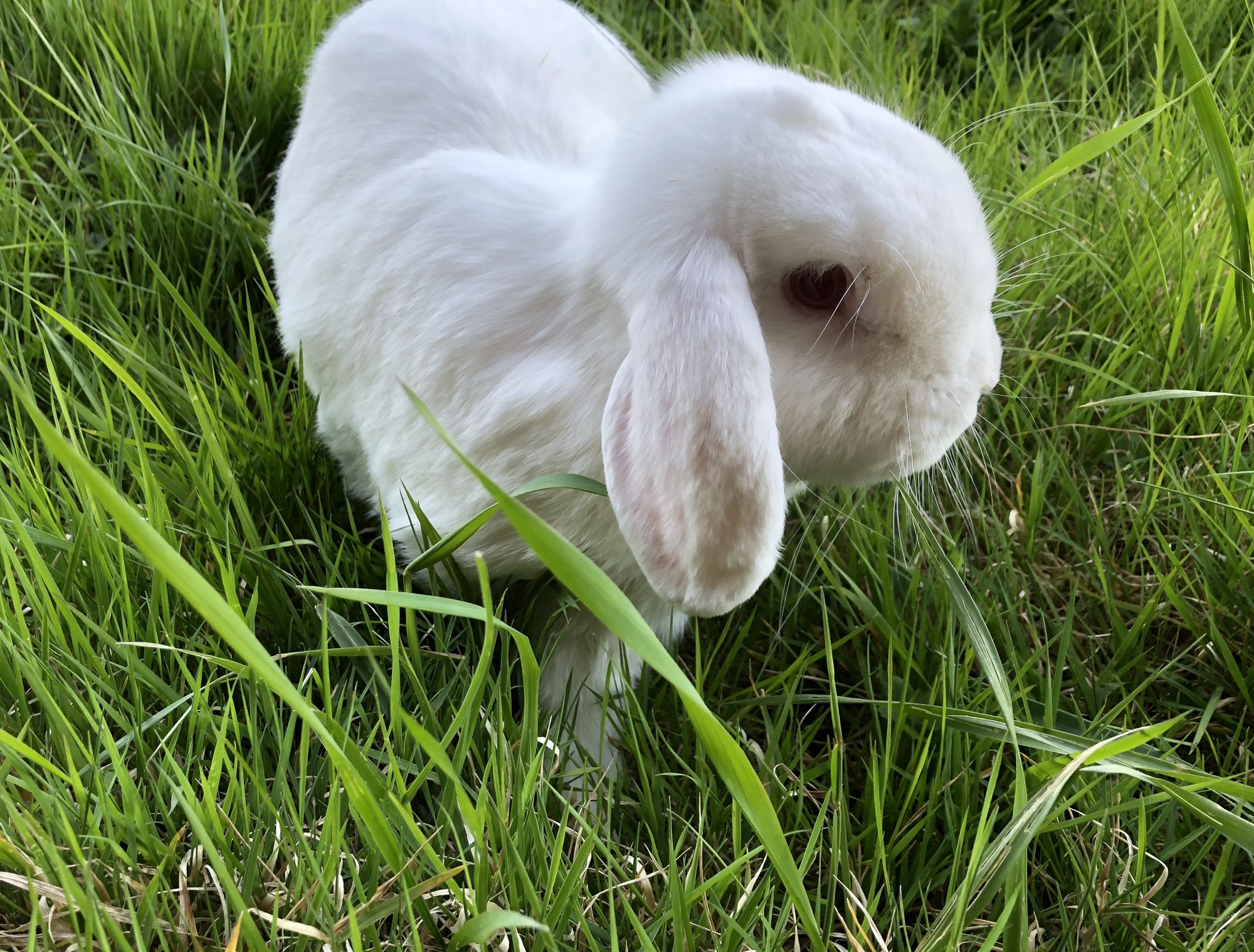 Abscesses | My Rabbit Family Blog