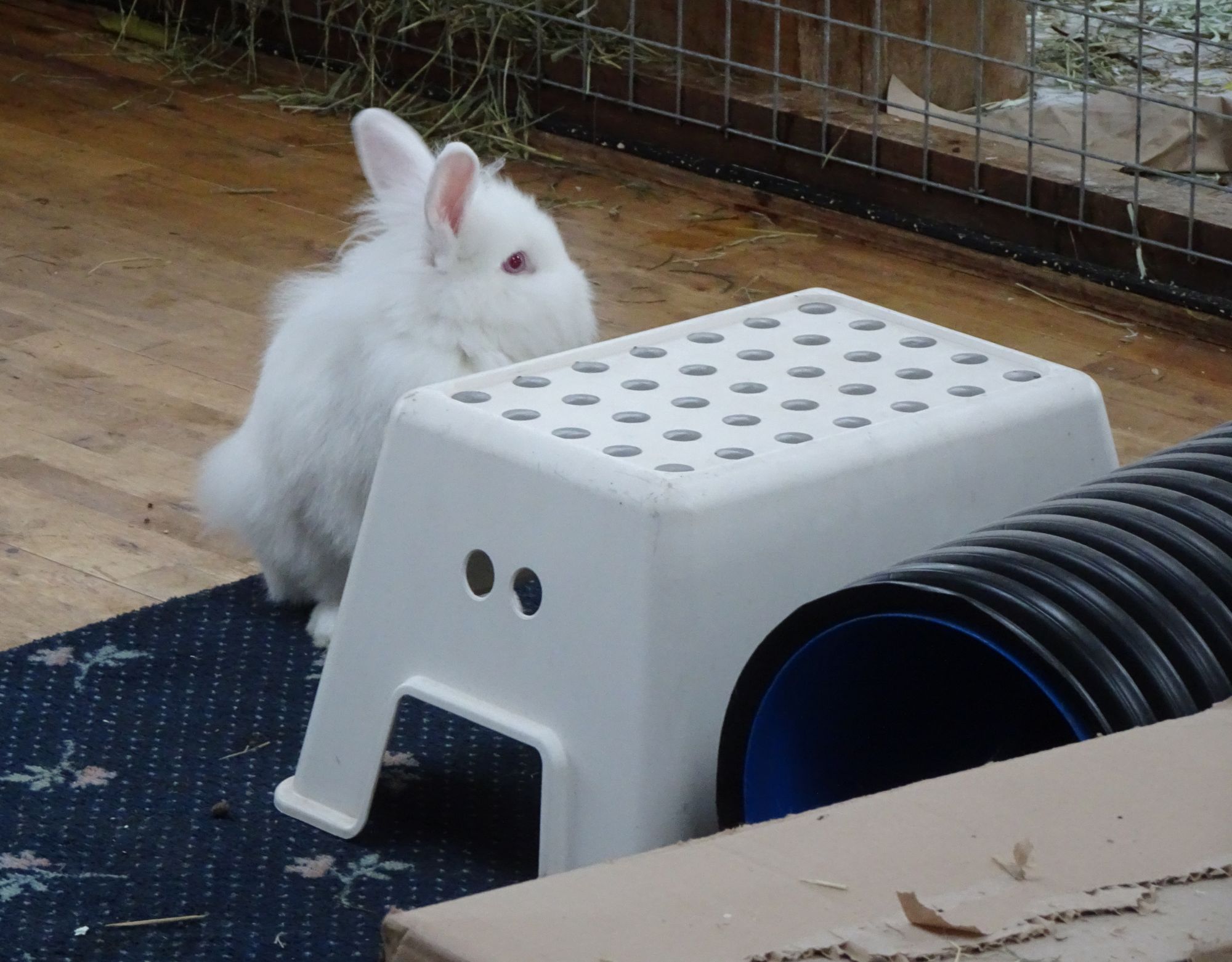 Toffee & Poppy Have a Jolly Sniffing Time! | My Rabbit Family Blog
