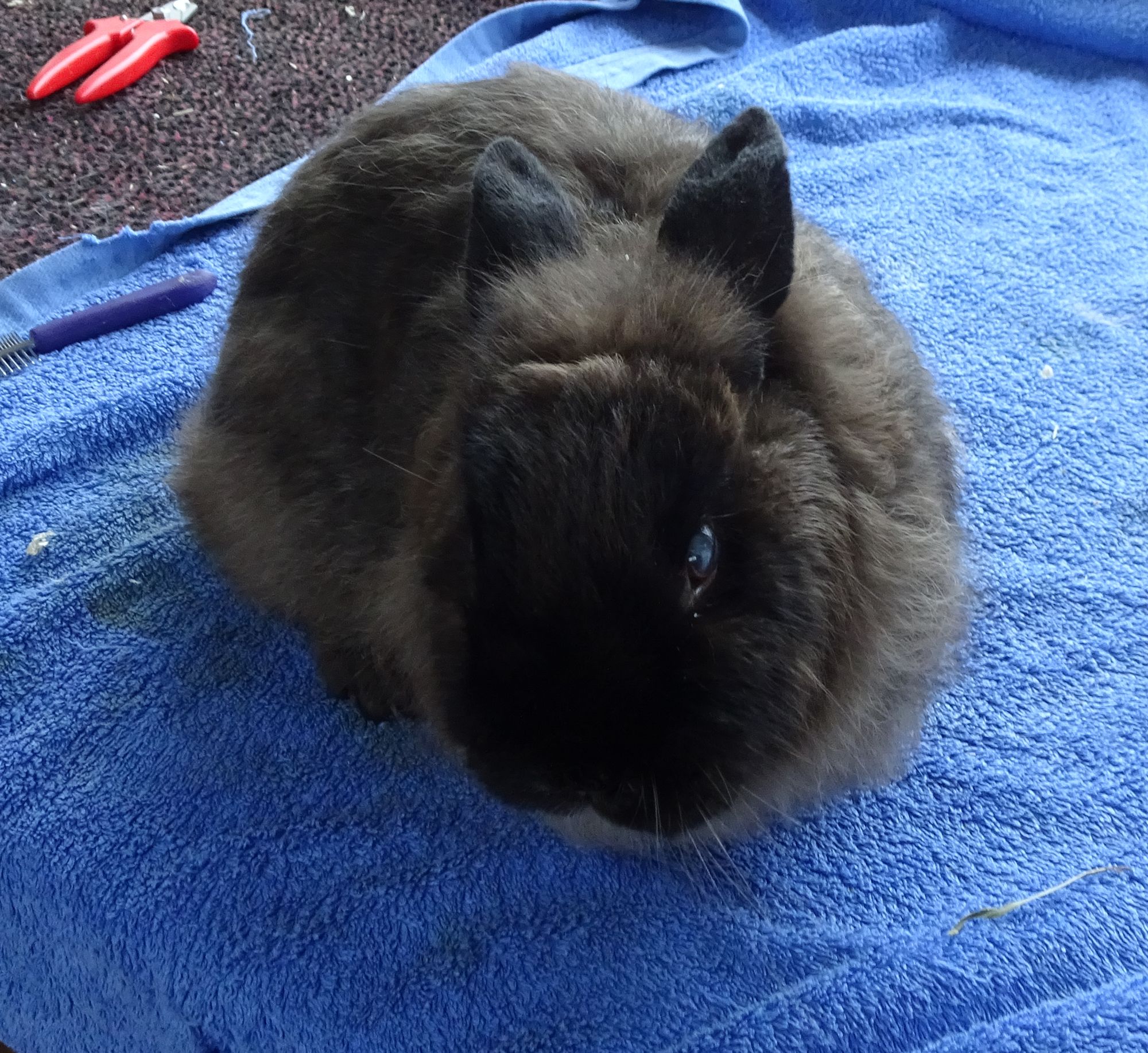 Heart Attacks!!! | My Rabbit Family Blog