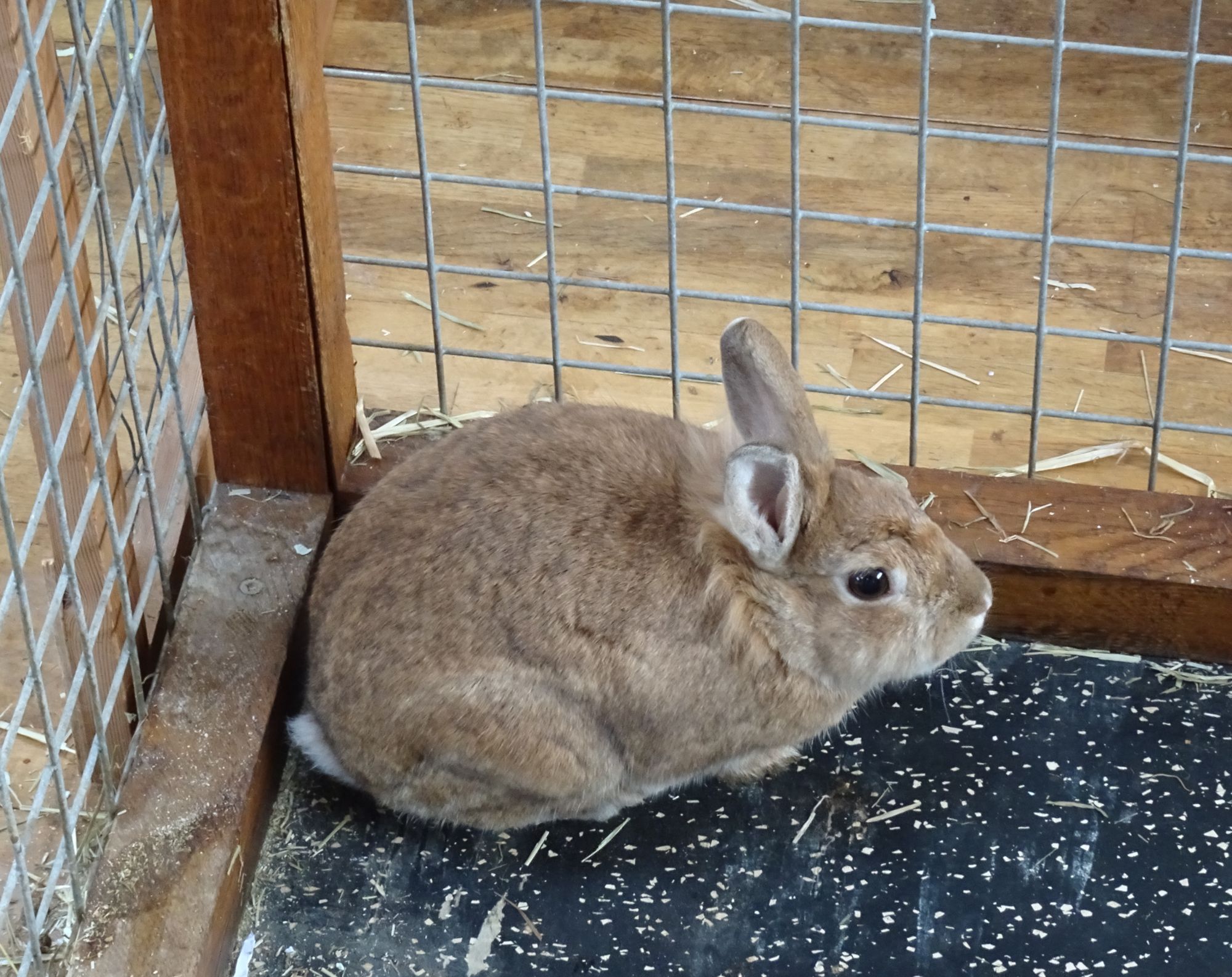 Naughty Bunnies! | My Rabbit Family Blog