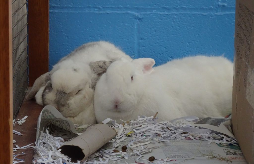 Cuddle Bunnies! | My Rabbit Family Blog