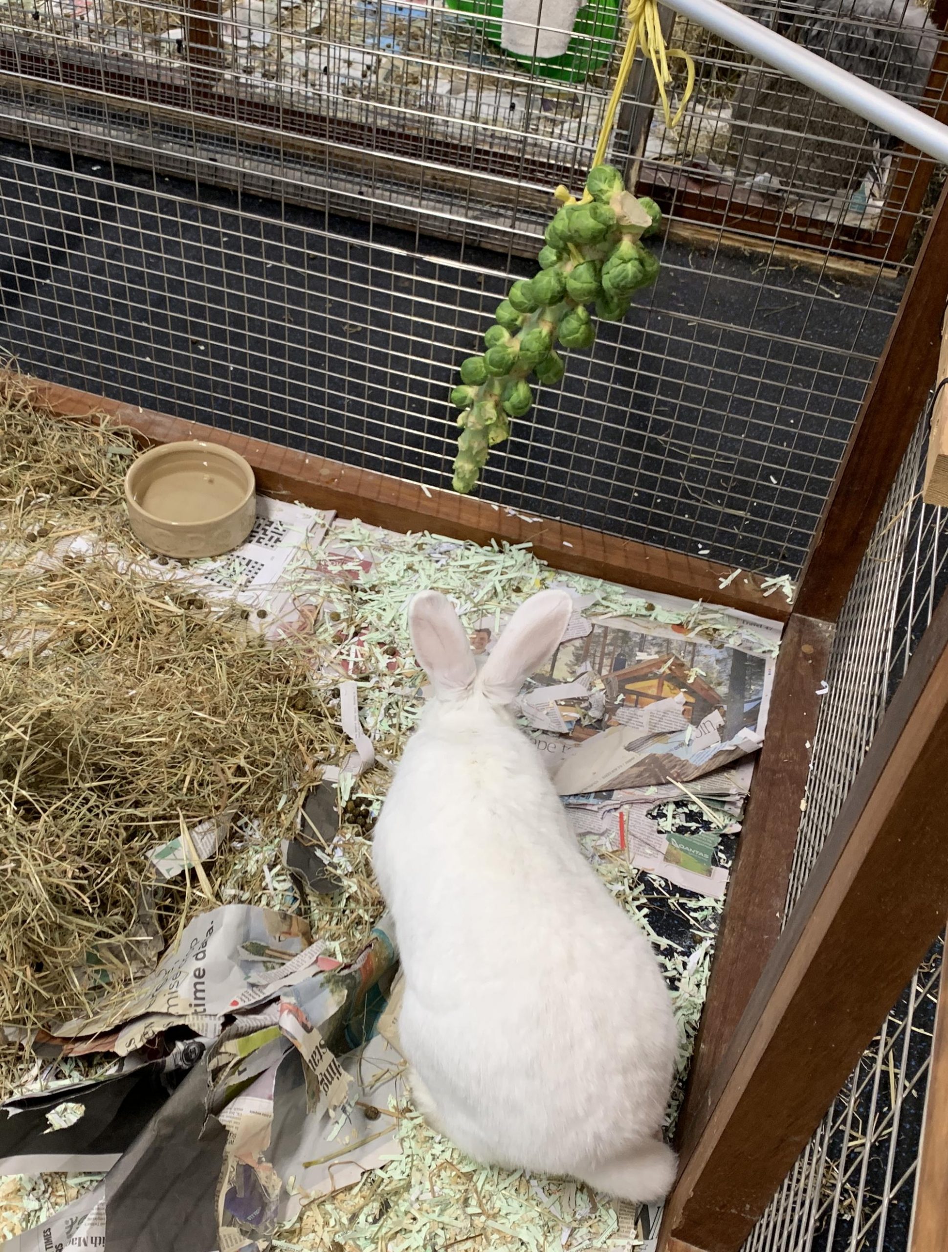 Scary Sprouts? | My Rabbit Family Blog