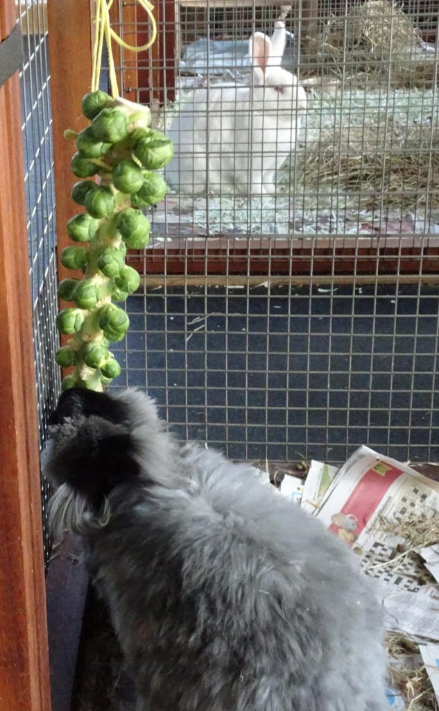 Scary Sprouts? | My Rabbit Family Blog
