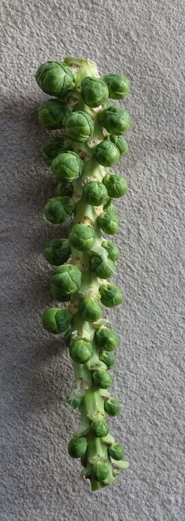 Scary Sprouts? | My Rabbit Family Blog