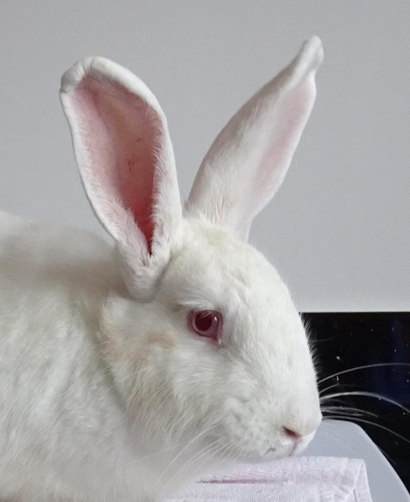 Dental Disease | My Rabbit Family Blog