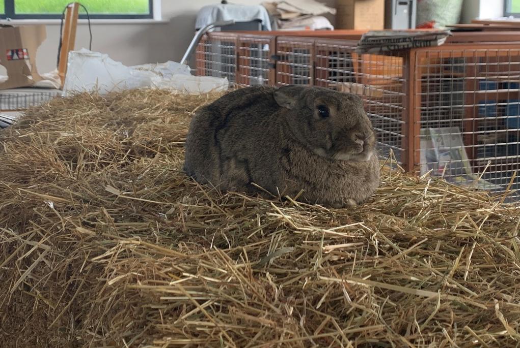 Thumper | My Rabbit Family Blog