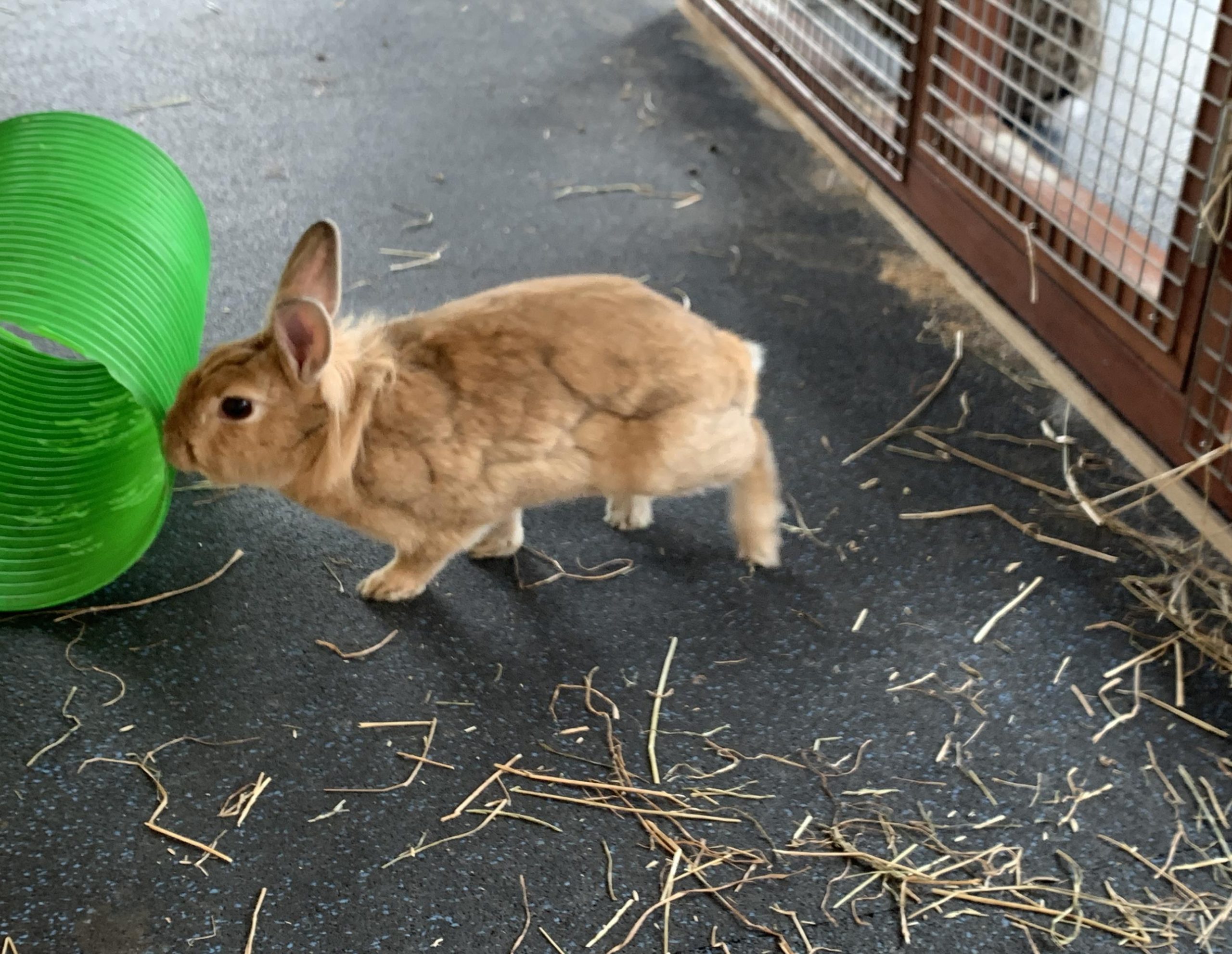 Peanut & Molly Have a Traumatic Explore! | My Rabbit Family Blog