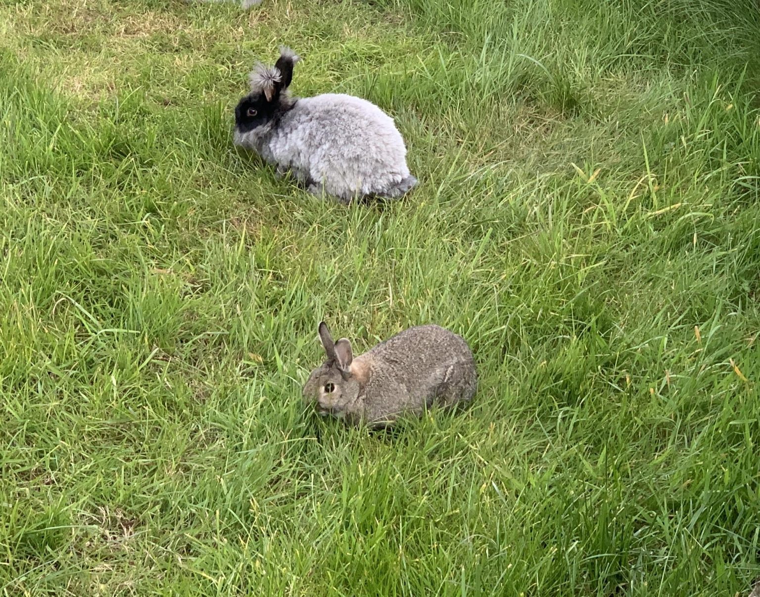 Thumper and Katie Munch and Munch. | My Rabbit Family Blog