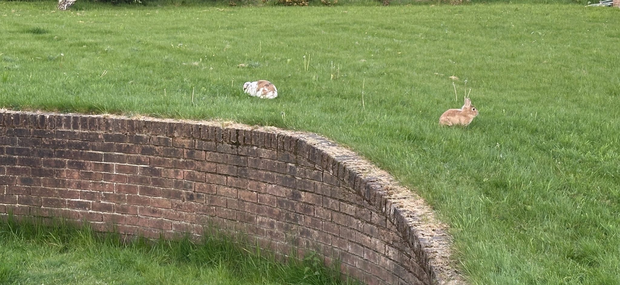 Peanut and Molly Have a Big Adventure. | My Rabbit Family Blog